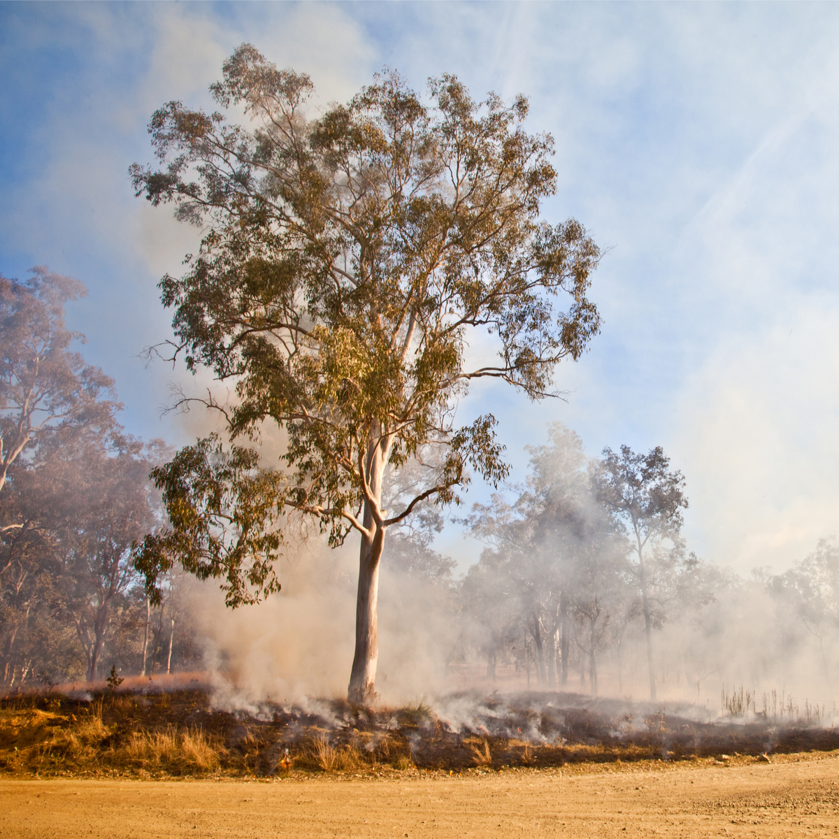 How Climate Change Contributed to the Australian Bushfires - Double A ...